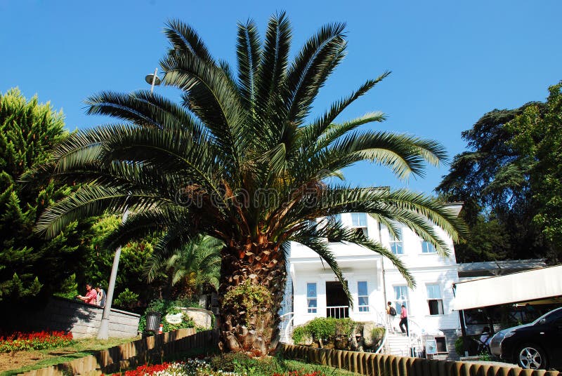 Modern house and palm tree stock photo. Image of detached - 27038014