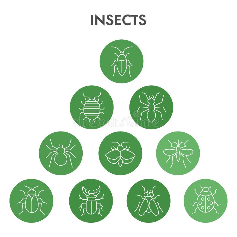 Modern Insects Infographic Design Template. Pest Control Infographic ...