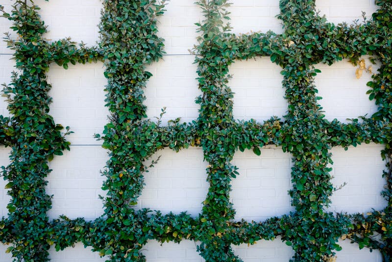 Modern Ivy on Wall Vertical Garden Stock Photo - Image of modern, green ...
