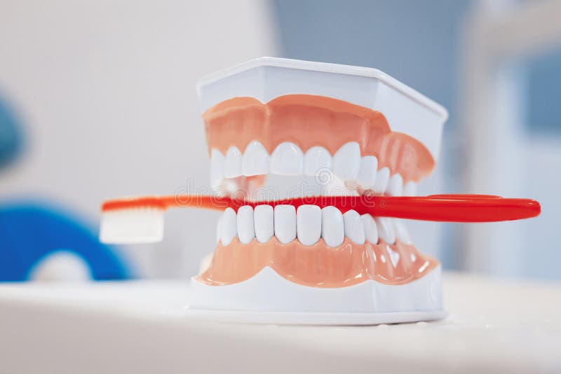 Modern Jaws Model with Red Toothbrush on Table Stock Photo - Image of ...