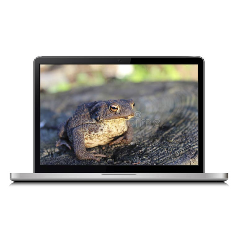 Modern Laptop with Frog on Screen Stock Photo - Image of animal ...