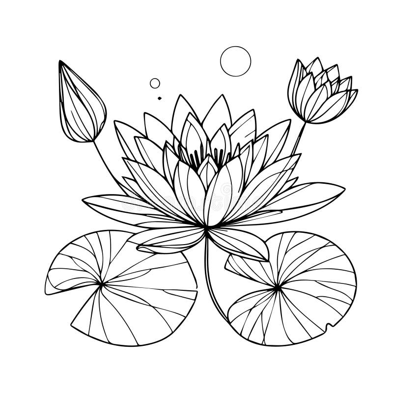 Modern Line Drawing Waterlily Flower Design Vector Illustration Simple Lily Pad Drawing Simple