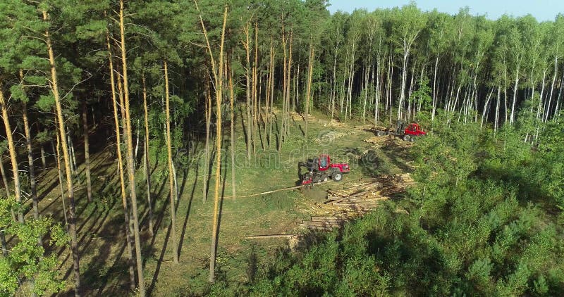 Modern Logging Machine, Deforestation Workflow Stock Footage - Video of ...