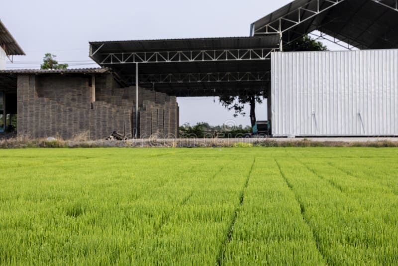 Modern Method of Rice Planting. Stock Image - Image of grow, organic ...