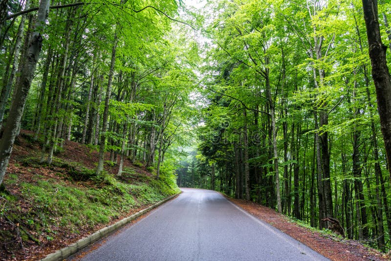 Modern Mountain Road Inside a Forest 6 Stock Photo - Image of covered ...