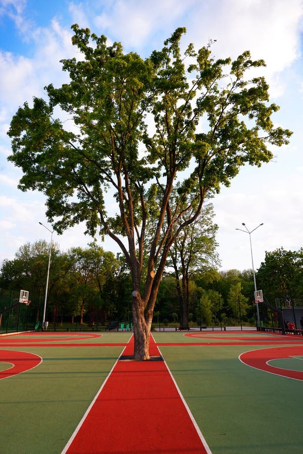 A Modern Open Public Basketball Court with a Tree in the Middle of the ...