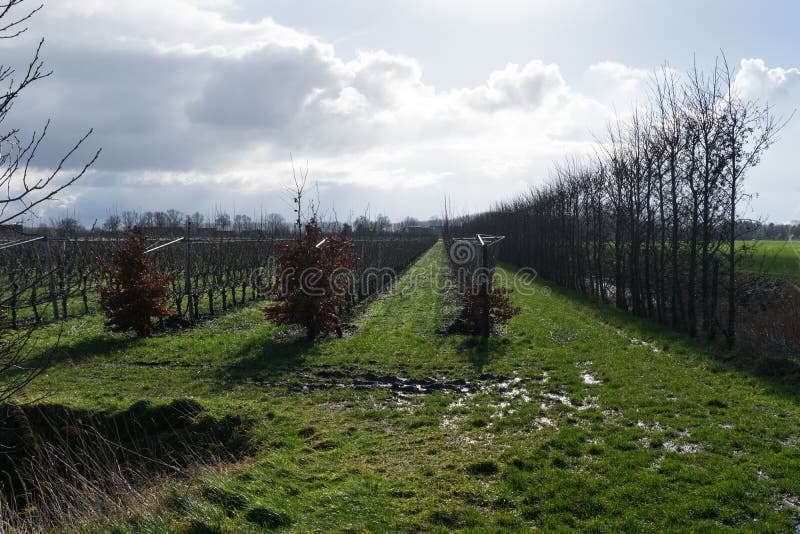 Modern Orchard with Bare Fruittrees in Rows during a Cold and Rainy ...
