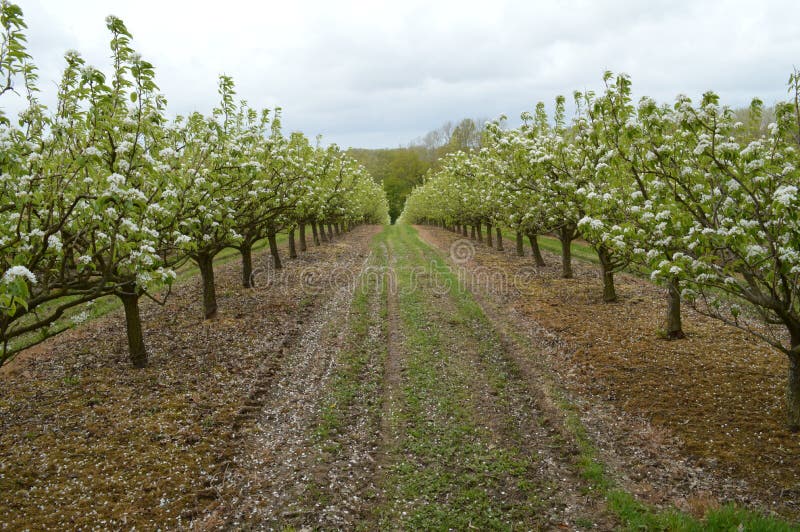 Modern Orchards stock image. Image of stamen, flowers - 30987081