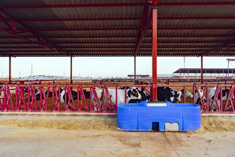 Modern Outdoor Cowshed with Herd of Milky Cows Stock Image - Image of ...