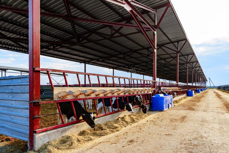 Modern Outdoor Cowshed with Herd of Milky Cows Stock Photo - Image of ...