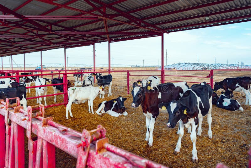Modern Outdoor Cowshed with Herd of Milky Cows Stock Photo - Image of ...