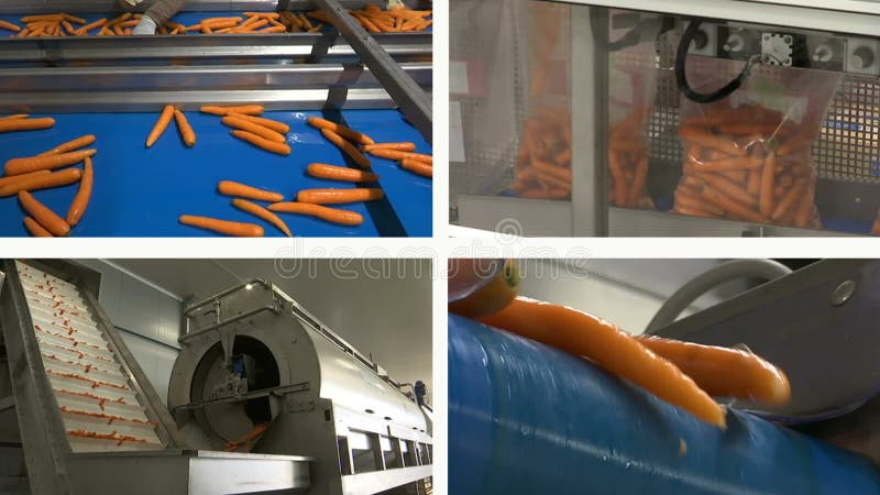 Carrot Processing Factory-Split Screen Stock Video - Video of food ...