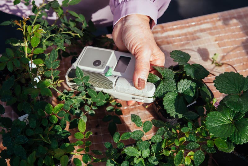 Scientist is Measuring Plant Photosynthesis of Young Rose Stock Image ...