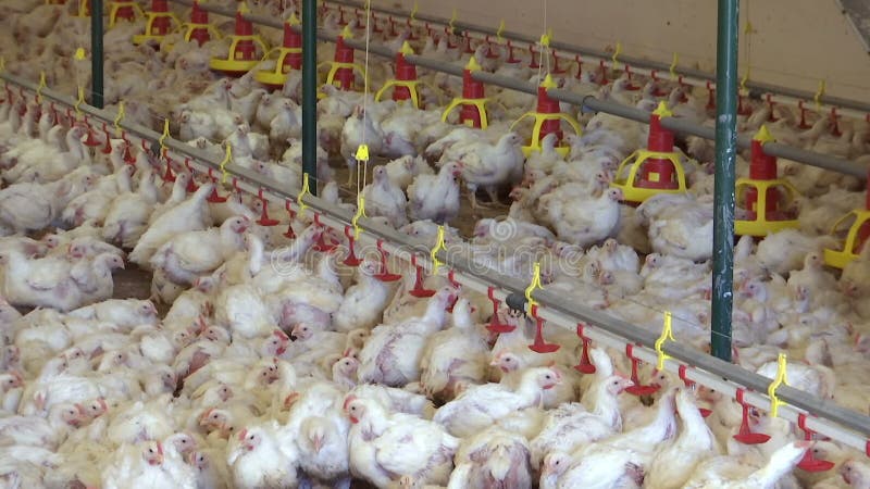 Modern Poultry Farm stock video. Video of chickens, food - 158202457