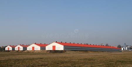 Modern poultry farms stock image. Image of chicken, buildings - 4384373