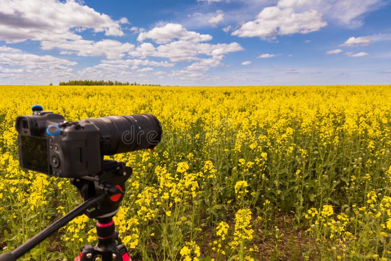 Modern Professional Mirrorless Camera on Tripod Shooting Yellow Field ...