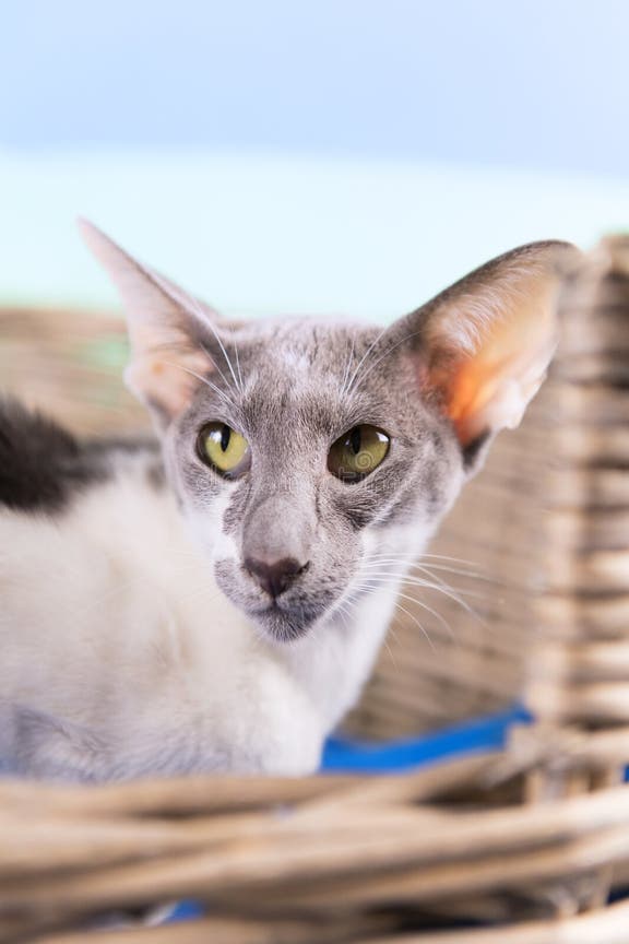 Modern siamese cat stock photo. Image of portrait, basket - 92009178