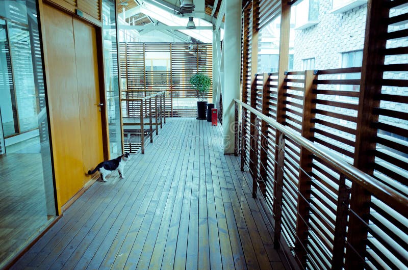 Modern studios and cats stock image. Image of corner - 38217989