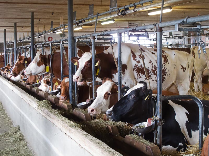 Cow farm stock image. Image of cattle, food, eating, industry - 22797287