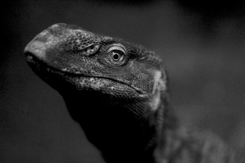 Modern T-rex stock photo. Image of mouth, lizard, eyes - 50158156