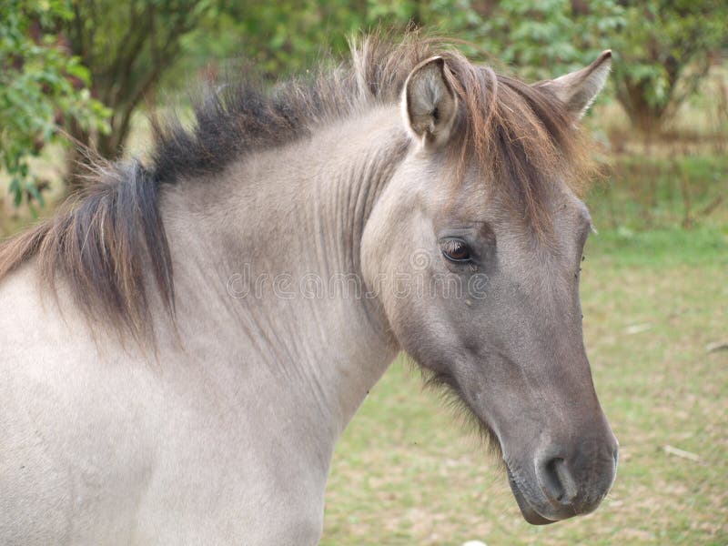 Tarpan at a fence stock image. Image of beautiful, outdoors - 14363895