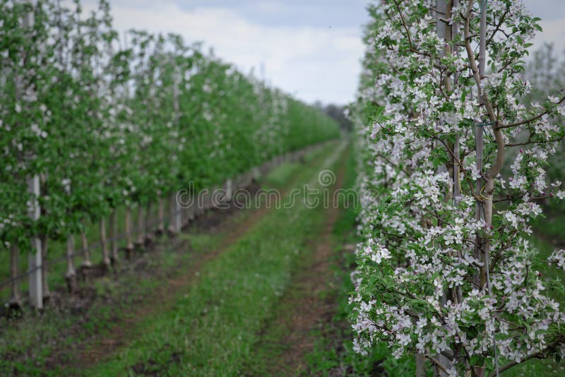 Modern Technologies for Growing Trees. Blooming Apple Trees with Grass ...