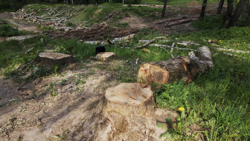 Deforestation in Urban Areas. Sawed Poplars Stock Photo - Image of ...