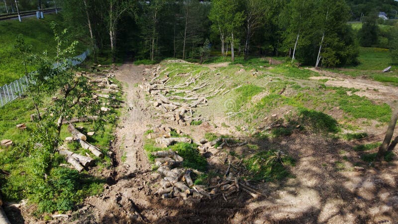 Deforestation in Urban Areas. Sawed Poplars Stock Image - Image of ...
