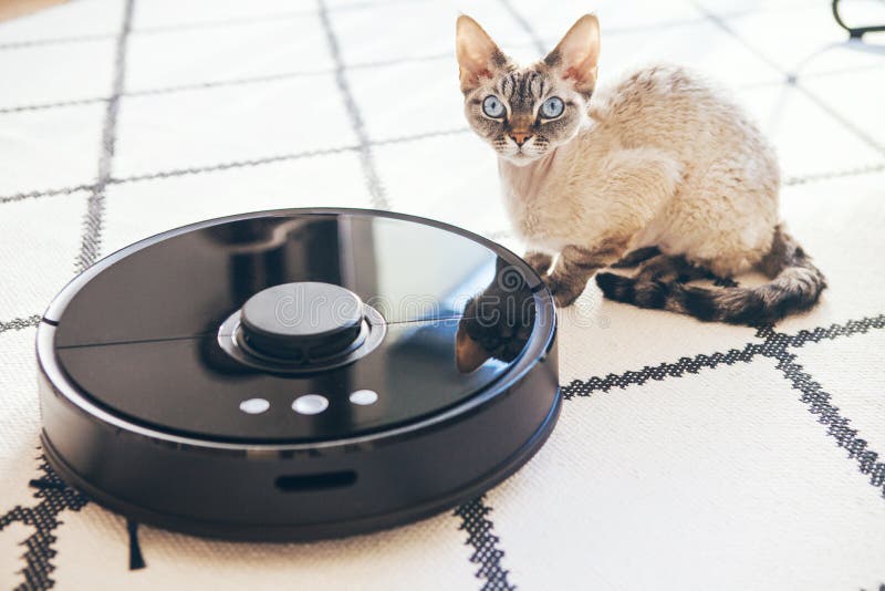 Housekeeping Rex Stock Photos - Free & Royalty-Free Stock Photos from ...