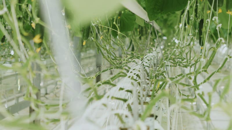 Modern Vegetable Production. Drip Irrigation System. Stock Video ...