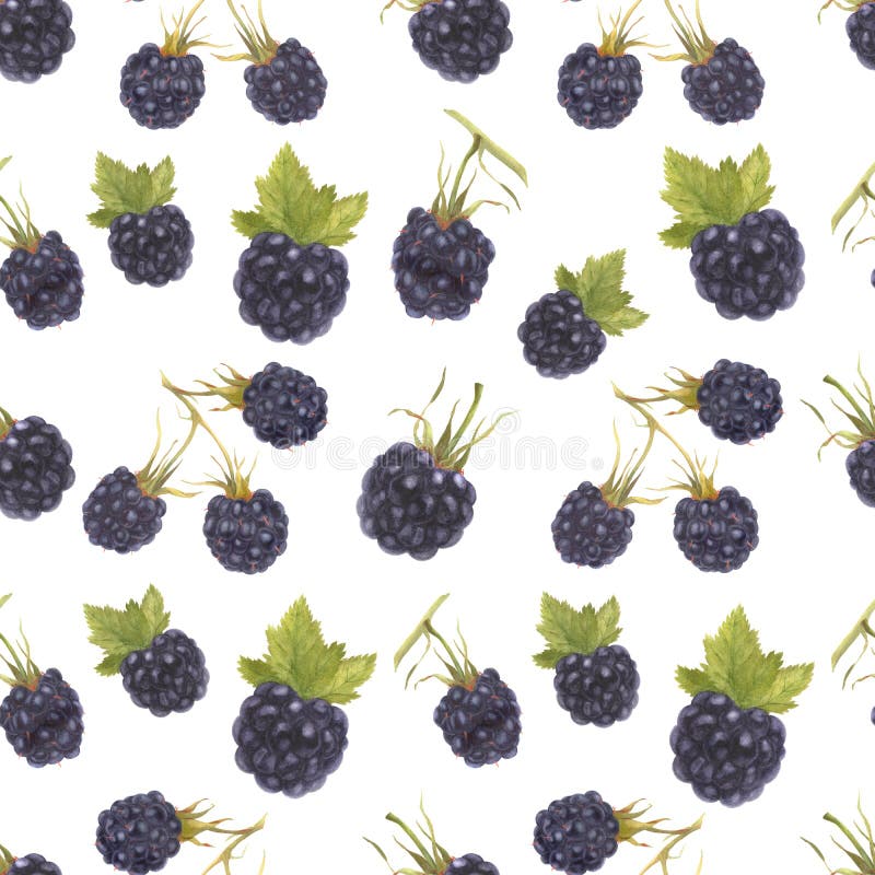 Blackberry Seamless Pattern Stock Photo - Image of macro, nutrition ...
