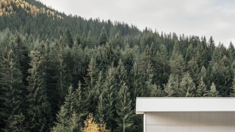 A Modern White Building Nestled Amidst a Serene Coniferous Forest ...