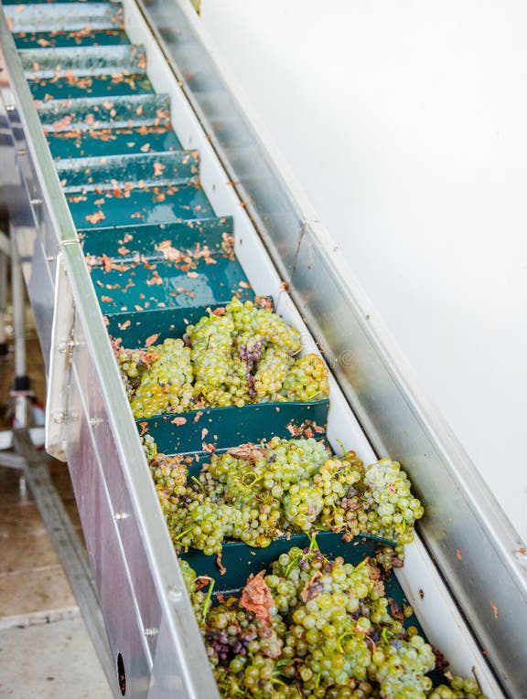 Modern Winery Machine with Grapes. Process of Crushing the Grapes in ...