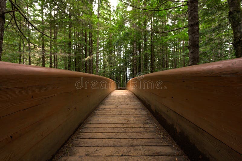 Modern Wood Bridge in Forest Stock Photo - Image of wilderness, green ...