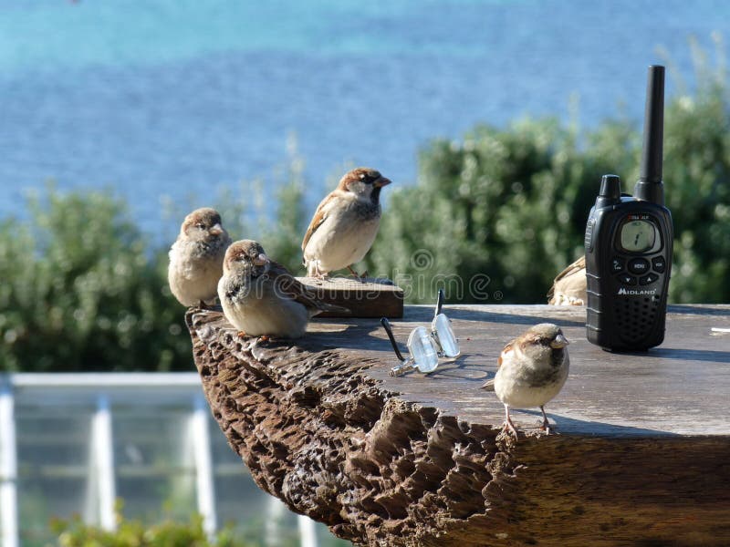 Groep Die Mussen Op Een Tak Van Een Populier Zitten Stock Foto - Image ...