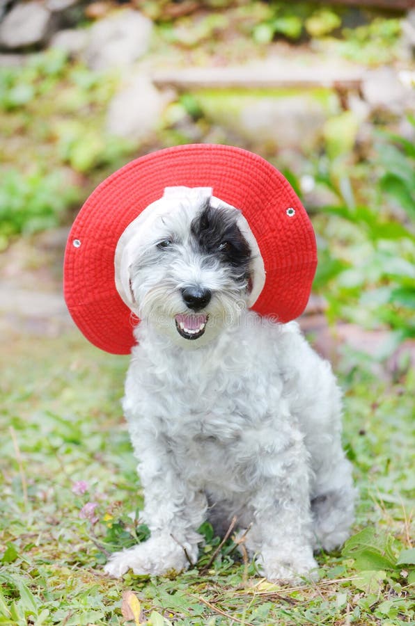 Moderner Hund Mit Rotem Hut Stockbild - Bild von schönheit, mini: 39529185