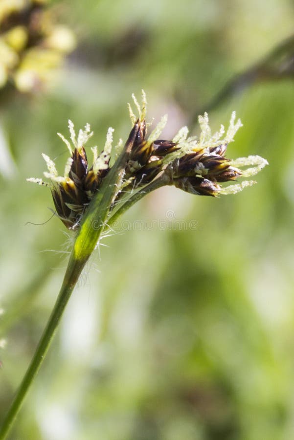 Modest wildflowers stock image. Image of flowers, modest - 39673403