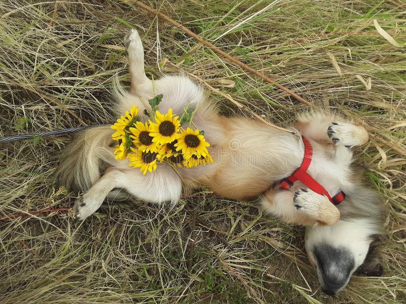 Modestly Sleeping, Simba stock image. Image of modestly - 165482903