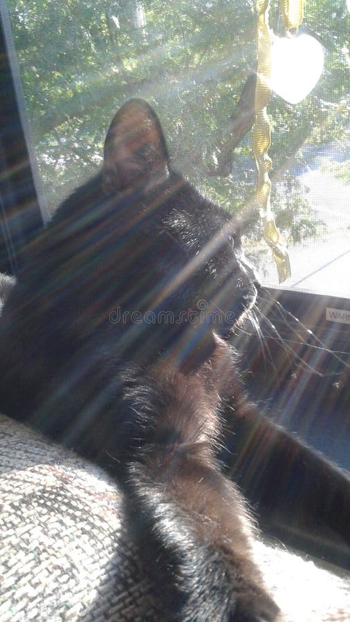 Modi cat stock photo. Image of modi, happy - 152204048