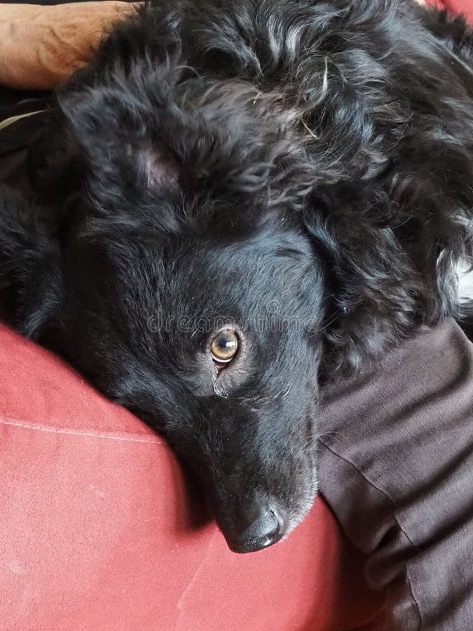 A modi dog is resting stock photo. Image of black, resting - 266017394