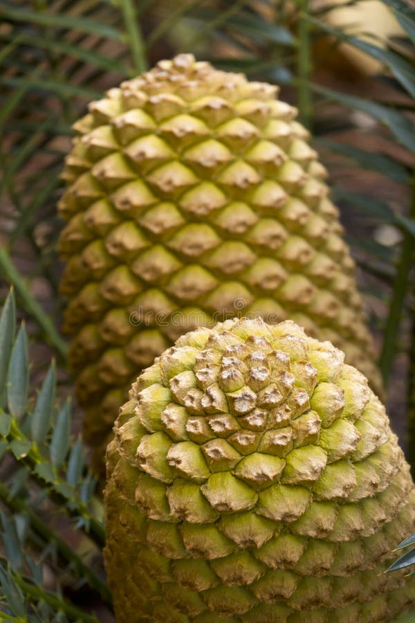 Modjadji Cycad Stock Photos - Free & Royalty-Free Stock Photos from ...