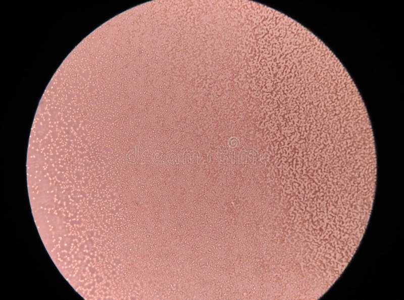 Red Blood Cells Medical Science Background. Stock Photo - Image of ...