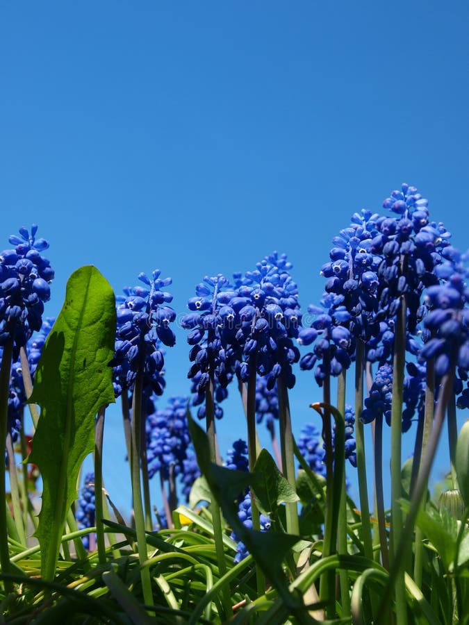 Modrica stock image. Image of modrica, blossom, garden - 24729101