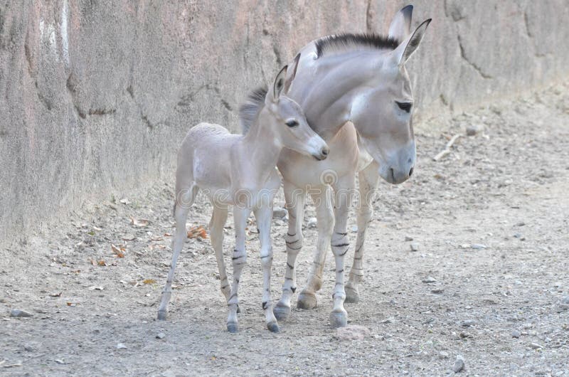 De Somalische Wilde Ezel Van De Baby Stock Foto - Image of paarden ...