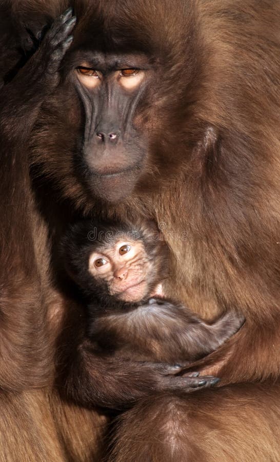 Moeder en kind stock afbeelding. Image of jong, wild - 27324975