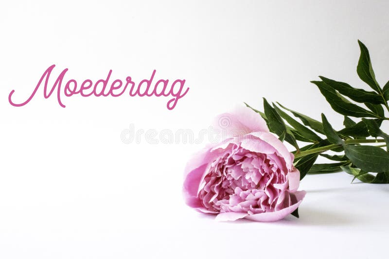 Moedersdag, Moederdag in Het Nederlands Roze Pioen, Ruimte Voor ... Moedersdag, Moederdag in Het Nederlands Roze Pioen, Ruimte Voor ...