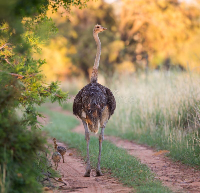 De Struisvogel Van De Moeder Stock Afbeelding - Image of zorg, mama ...