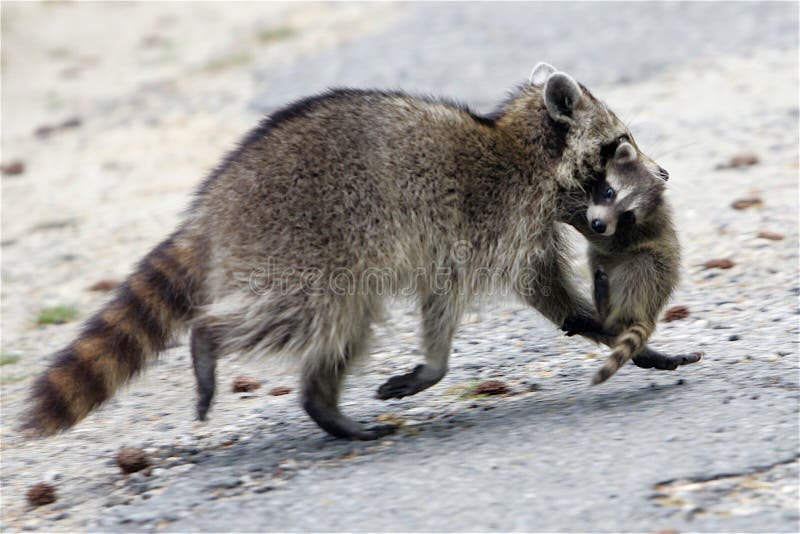 De Wasbeer Van De Baby Tussen De Boomstammen Van De Boom Stock Foto ...