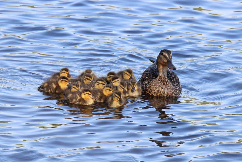 Moederwilde Eend Met Eendjes Die in Meer Zwemmen Stock Afbeelding ...