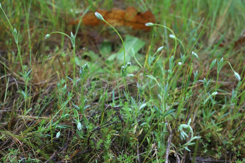 Moenchia Erecta, Caryophyllaceae Stock Image - Image of wild, natural ...